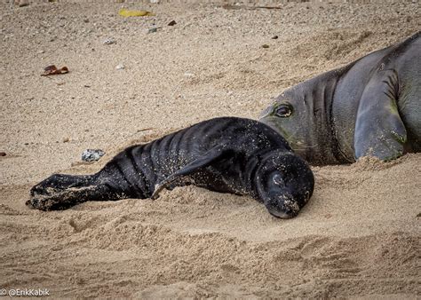 Hawaiian Monk Seal Births May Day Pup On Kaimana Beach Khon2