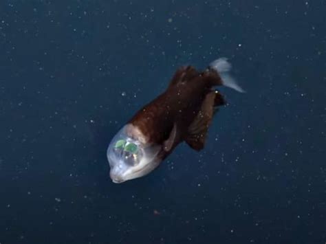 Barreleye Fish Facts