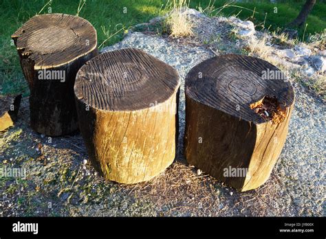 Three Wooden Logs Used As Seats Landscape Format Stock Photo 154520154 Alamy