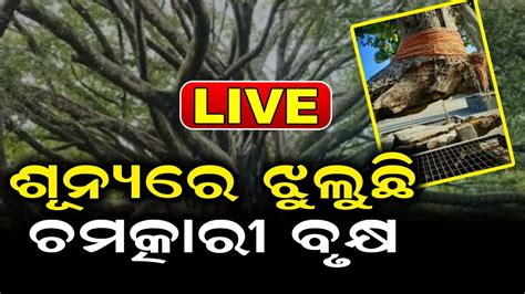 Hanging Tree Live Haryanaର ସମାଧା ମନ୍ଦିରରେ ପବନରେ ଝୁଲୁଥିବା ଗଛ Viral