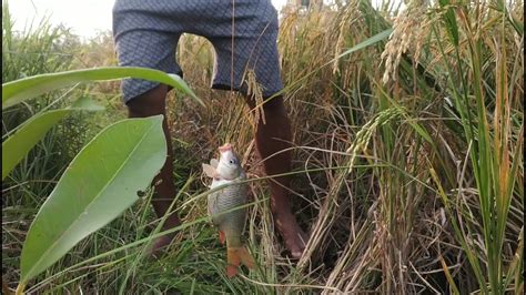 মাঠের পুকুরে বড়ো আমেরিকান রুই ধরলাম আজ Rohu Fishing Bd Carp Fish