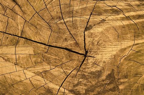 Premium Photo Texture Of A Cut Tree Trunk With Annual Circles Close