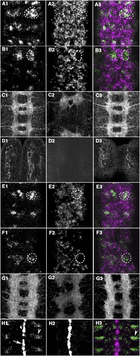 Midline Governs Axon Pathfinding By Coordinating Expression Of Two