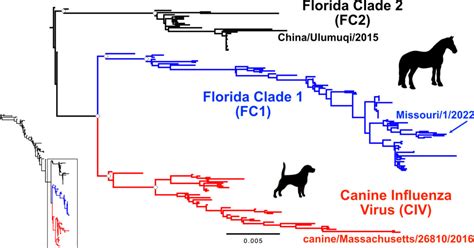 Equine Influenza Virus The Parrish Lab At Cornell