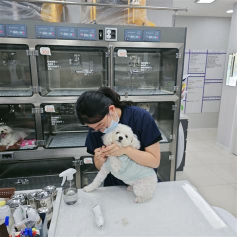 강아지 식사거부 원인 3가지 밥을 안 먹으면 이것부터 확인하세요 네이버 블로그