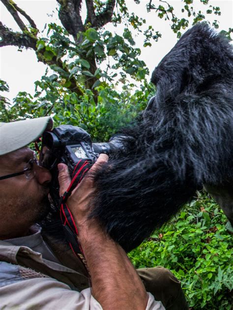 Gorilla Sex • Reproduction • How Do Gorillas Mate