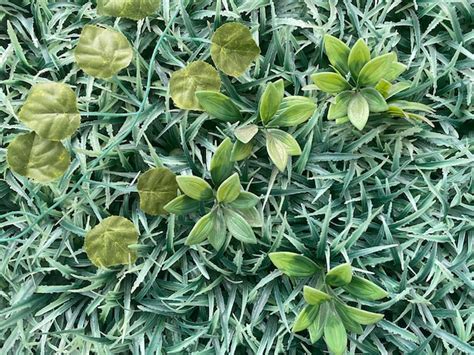 Une Plante Verte Pousse Dans L Herbe Photo Premium