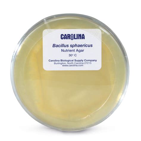 Bacillus Sphaericus Living Plate Carolina Biological Supply