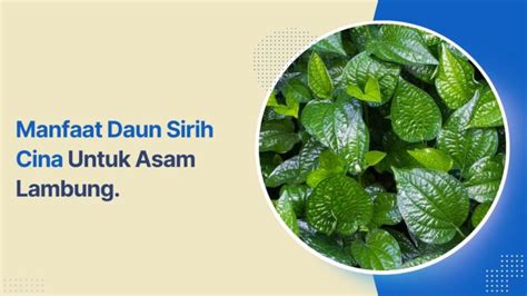 Manfaat Dan Cara Mengolah Daun Sirih Cina Untuk Asam Lambung