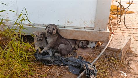 가축 강아지 강아지 그룹 강아지 눈 강아지 보호 강아지 보호소 강아지 초상화 강아지 클로즈업 강아지 팩 개 개