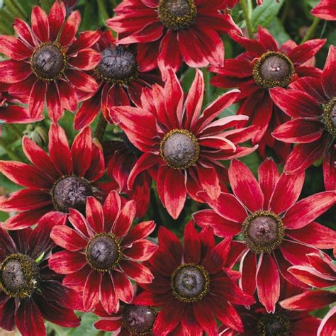 RUDBECKIA Cherry Brandy seeds From D.T. Brown