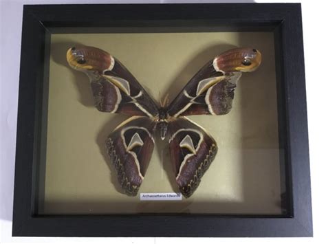 Moth Taxidermy Wall Mount Archaeoattacus Edwardsi Atlas Catawiki