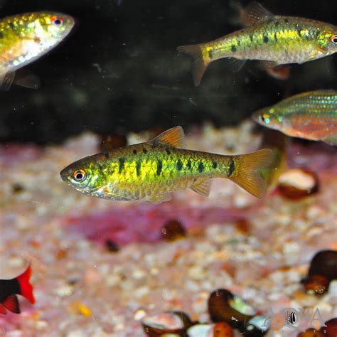 Snyders Barb Puntius Snyderi Aqua Imports