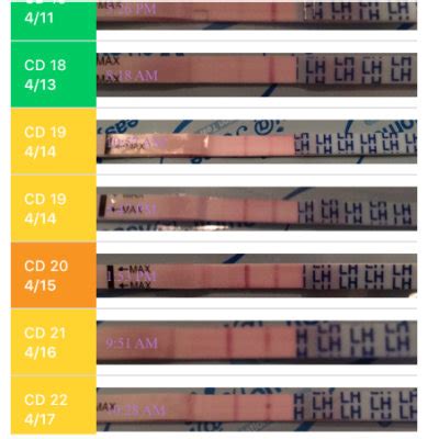 How Long Can Lh Surge Last Babycenter