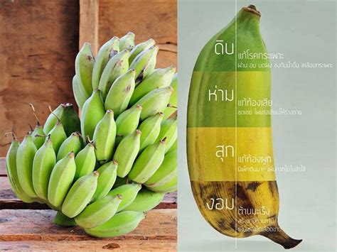 กล้วนน้ำว้า ผลไม้วิเศษใกล้ตัว ประโยชน์จากกล้วยน้ำว้า 4 วัย 1 ดิบ แก้โรคกระเพาะ มีสารฝาดสมานชื่อ