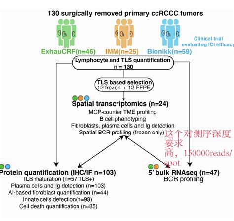 Cns文章代码学习（二）immunity 三级淋巴结构 文章学习浆细胞 Bcr测序 Csdn博客