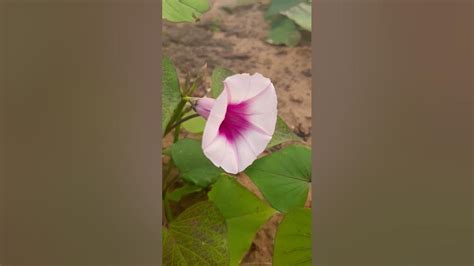 কেয়ামতের দিন শেষ জামানার উম্মতেরা যার সাক্ষী হবেনduet