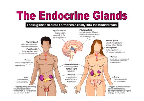 Coordination Response And Homeostasis A Complete Set Of Resources For Cie Igcse Biology