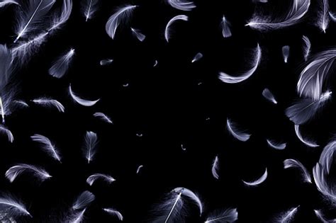 깃털 플랫 화이트 파스텔 천사 깃털 클로즈업 텍스처는 패턴 사진의 어두운 배경에 떨어지는 패션 칼라 트렌드 봄 여름 검은색에 대한 스톡 사진 및 기타 이미지 Istock