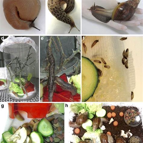 Haemolymph Extraction Process A Injection Of Collection Solution Download Scientific Diagram