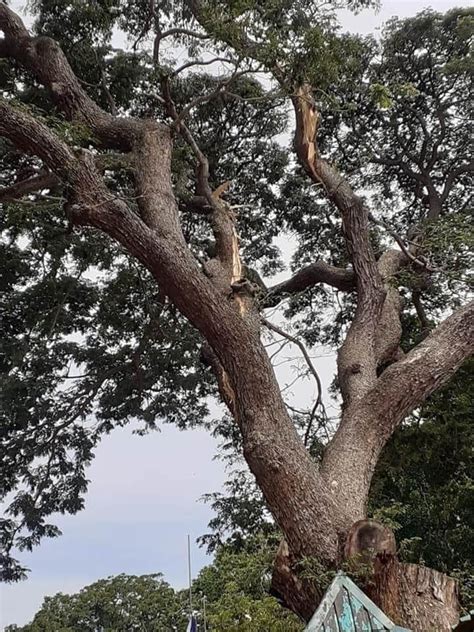 යක්කු ස්වර්ණමාළී මහ සෑය අභියස තිබූ මාර ගස ඉවත් කලේ Facebook