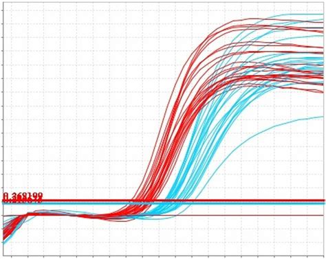 Amplification Curve Of Apoc3 E And β Actin Genes With Qpcr Technique Download Scientific
