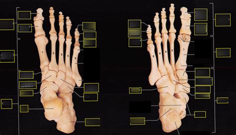 Appendicular Skeleton 20 Diagram Quizlet