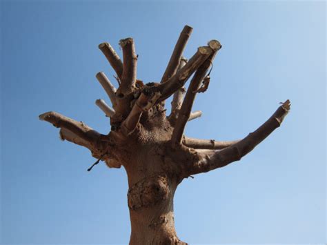 Why Topping Trees Is Bad Manx Roots