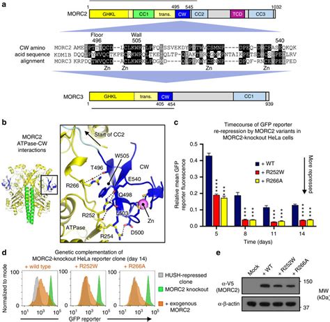 The Degenerated Histone Binding Motif Of The CW Domain Of MORC2 Binds
