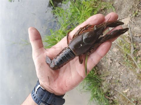 White River Crayfish Ontarios Invading Species Awareness Program