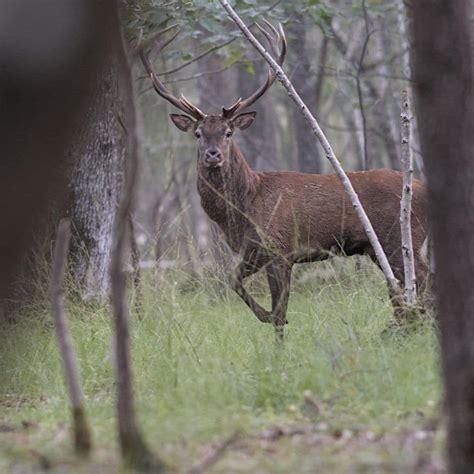 Comment photographier le brame du cerf en 3 étapes simples