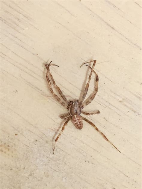 Unidentified Spider In Mokena Illinois United States