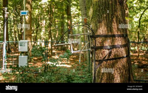 Scientific Measurement Of Respiration Tree Trunk Carbon Dioxide Co2 Global Change Climate