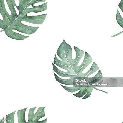 수채화 원활한 패턴입니다 몬스테라의 잎 몬스테라 델리시오사 야생에서 자라는 열대 식물은 흰색 배경에 고립되어 손으로 그렸다 수채화 그림 0명에 대한 스톡 벡터 아트 및 기타