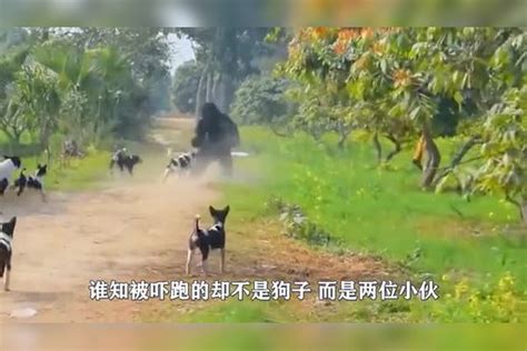 两小伙穿上猩猩套装，准备吓唬狗狗，狗子的反应将小伙差点吓尿小伙狗狗猩猩