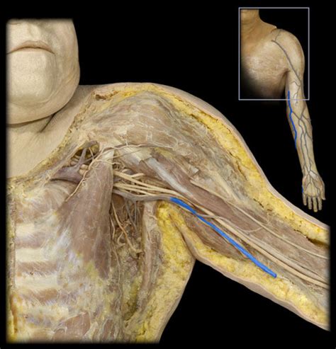 Arm Cubital Fossa Anterior Forearm ID ONLY Flashcards Quizlet