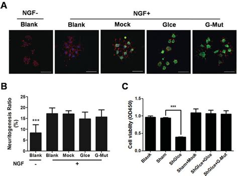 Figure S2 Ectopic Expression Of Wild Type Or Mutant Glce Had No Obvious Download Scientific