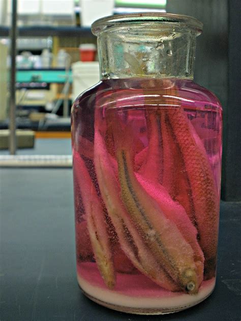 Dyeing The Dead Ii Diaphonization On Behance