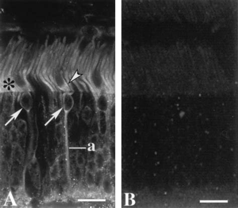 Immunofluorescence Localization Of Gcap2 In Bovine Retina A Both Rod