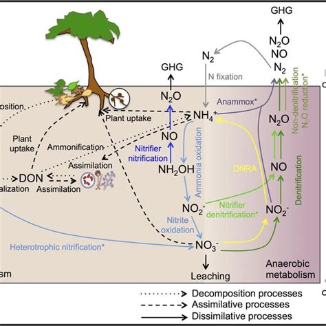 Draw A Neat Labelled Diagram Of Nitrogen Cycle In Nature