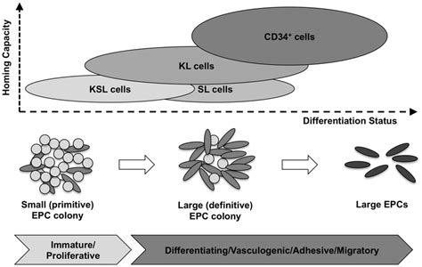 Stemprogenitor Differentiation Hierarchy Of Ksl Kl Sl And Cd34