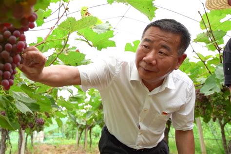 武汉江夏：兴村富民的书记胡涛新华网