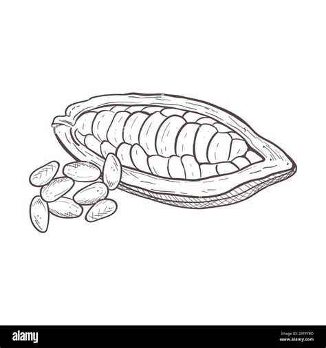Vector Illustration Set Of Opened Raw Unpeeled Cocoa Bean Pod And