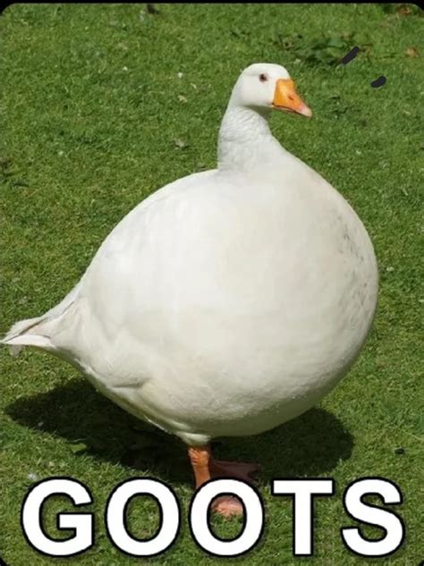 Ducks Album On Imgur