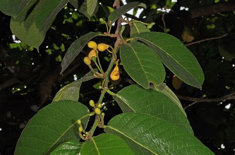 Artocarpus Ovatus Moraceae Image At PhytoImages Siu Edu