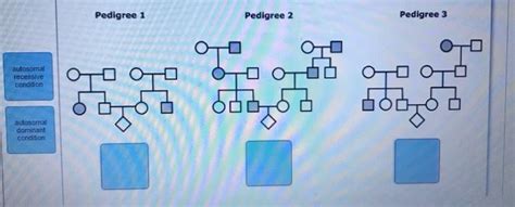 Solved Geneticists Analyze Pedigrees To Follow The
