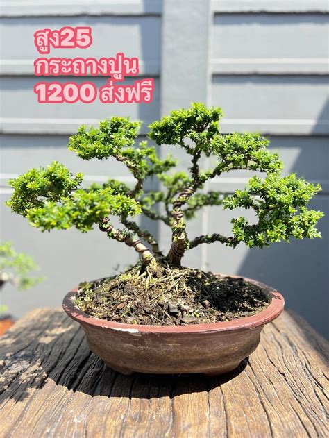 บอนไซไทยแลนด์ Bonsai Thailand ม่วงเจริญ ใบเล็ก