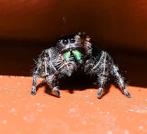 Donna Meyer On Twitter Happy Insectthursday Arachnid Crustacean