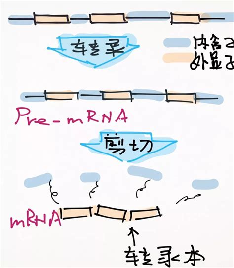为啥基因检测报告一定要写清楚转录本？ 知乎
