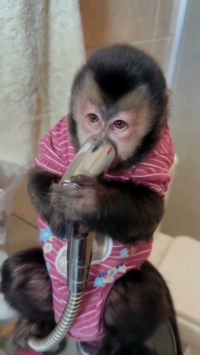Bandar Monkey Bandar Ka Monkey Angry Monky Gusse Wala Monkey